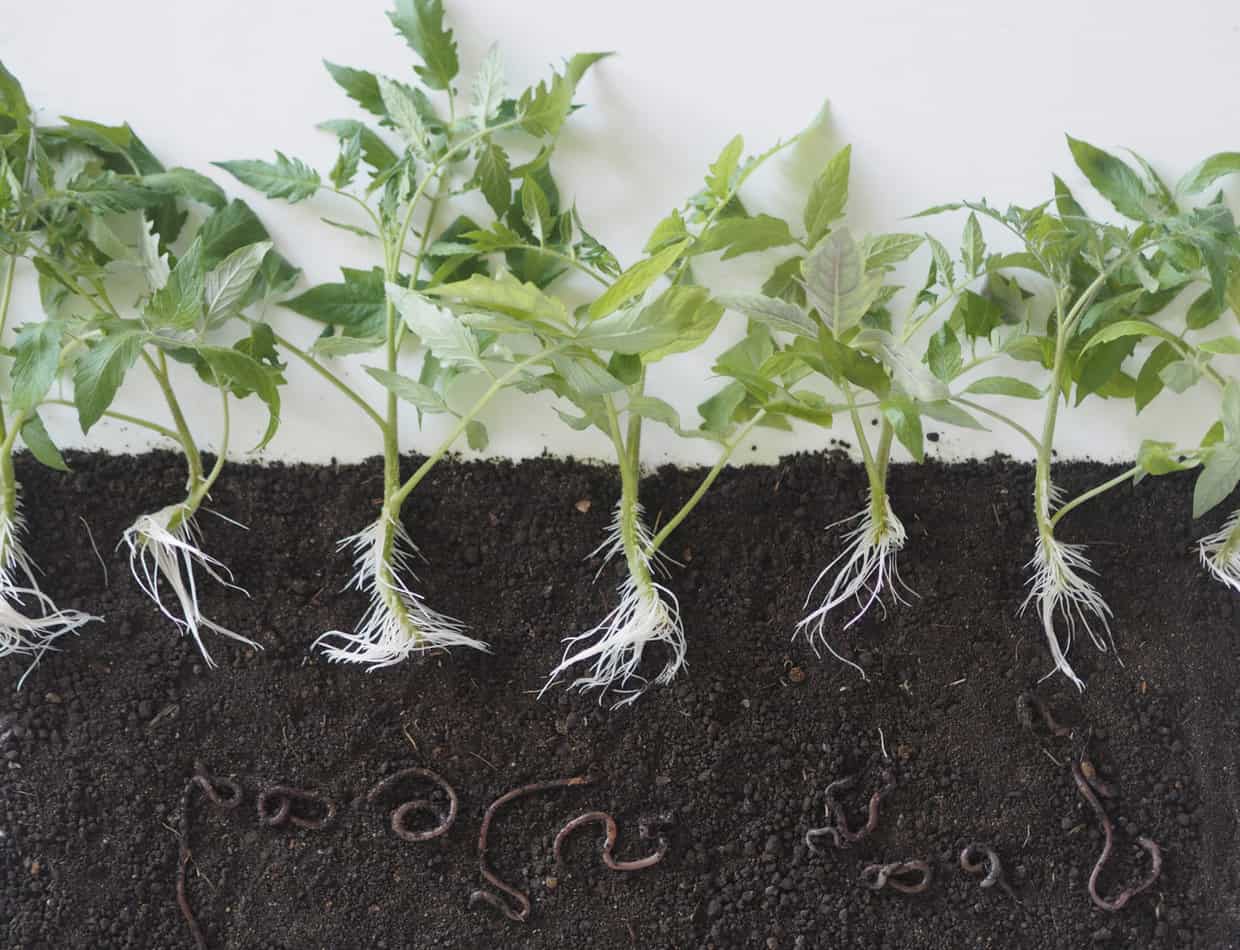 Vermicompost: 7 Clever Ways to Use It in Your Garden
