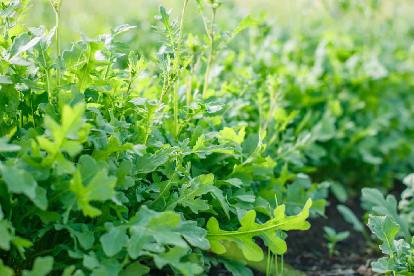 Do You Need To Thin Arugula (Rocket)? - Tiny Garden Habit