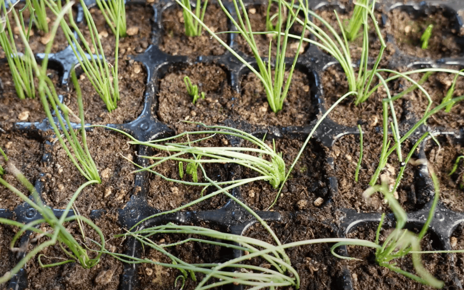 Why Are Onion Seedlings Falling Over? (& What to Do) – Tiny Garden Habit