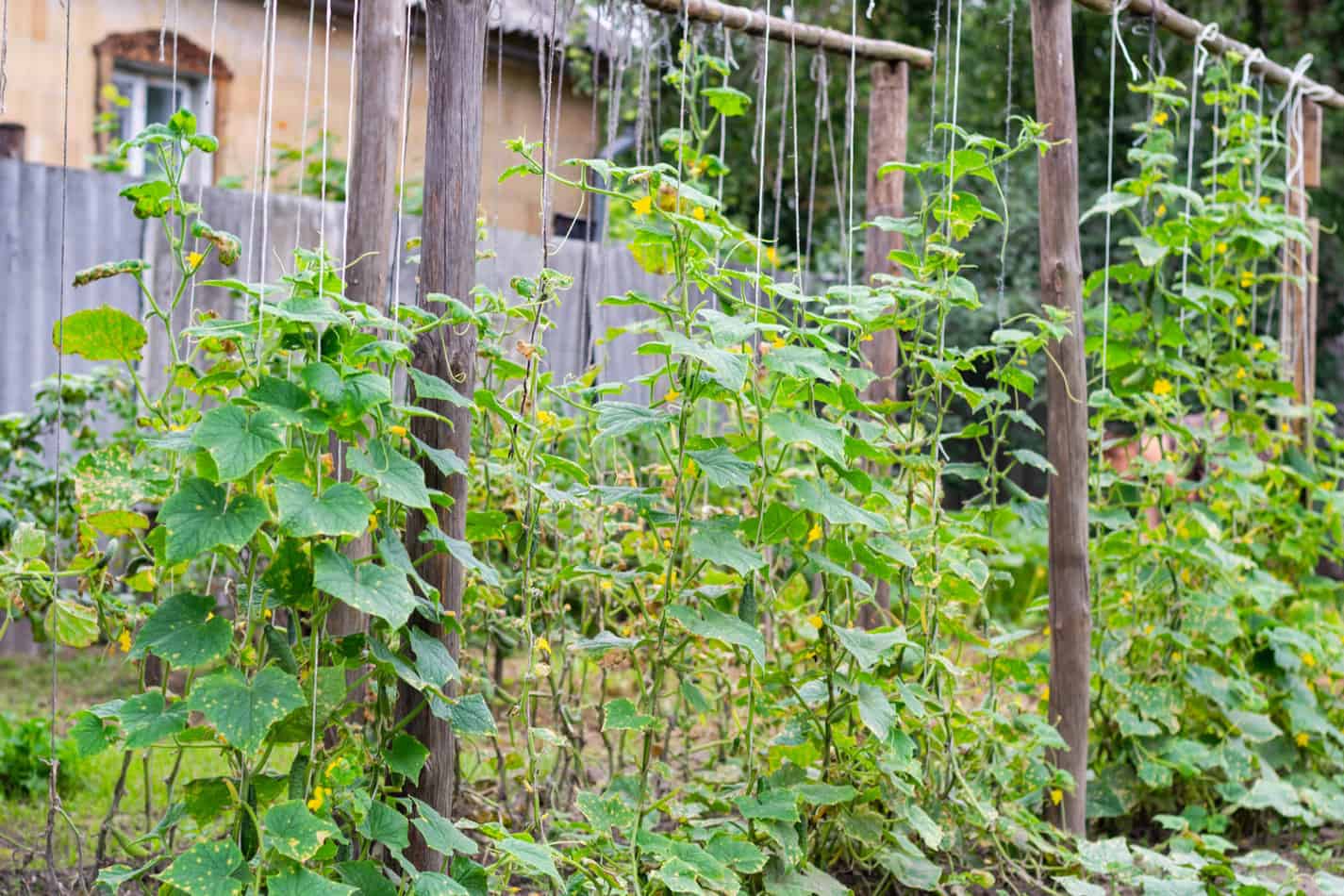 Can You Grow Different Cucumber Varieties Together? - Tiny Garden Habit