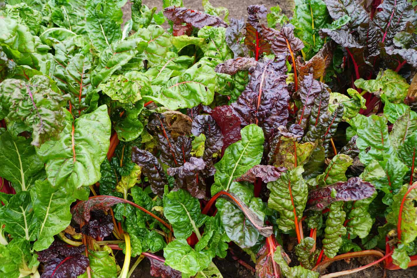 What Causes Swiss Chard to Taste Bitter (And How to Fix It)