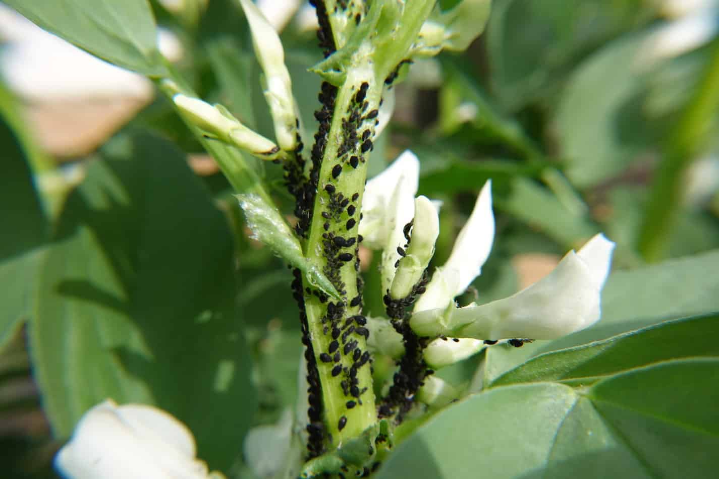 Get Rid of Aphids Naturally: 3 Tried and True Methods