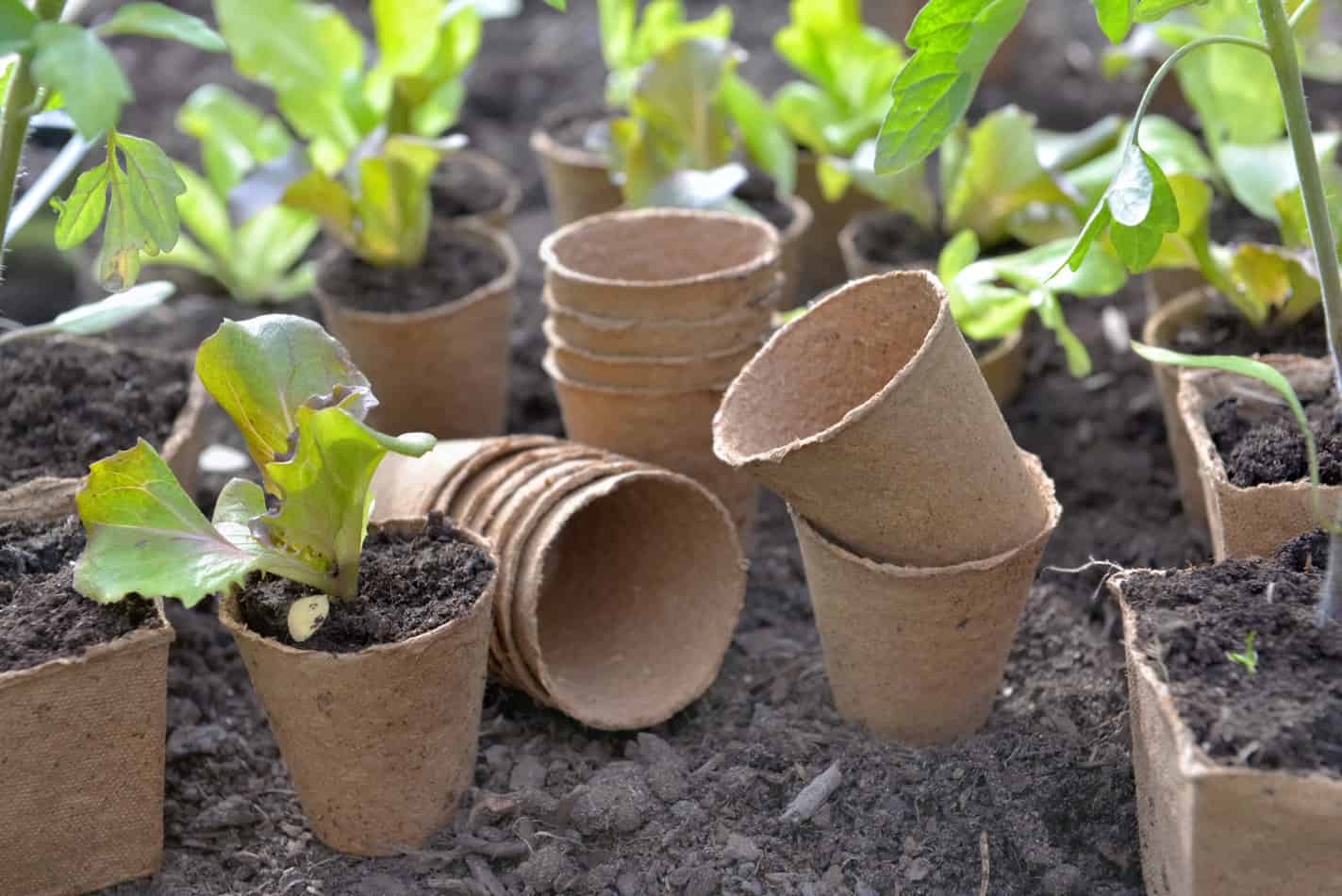 Do Peat Pots Really Decompose? Peat Pot Pros And Cons