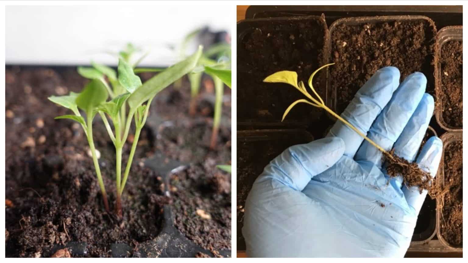 How to Safely Separate Seedlings at Any Stage