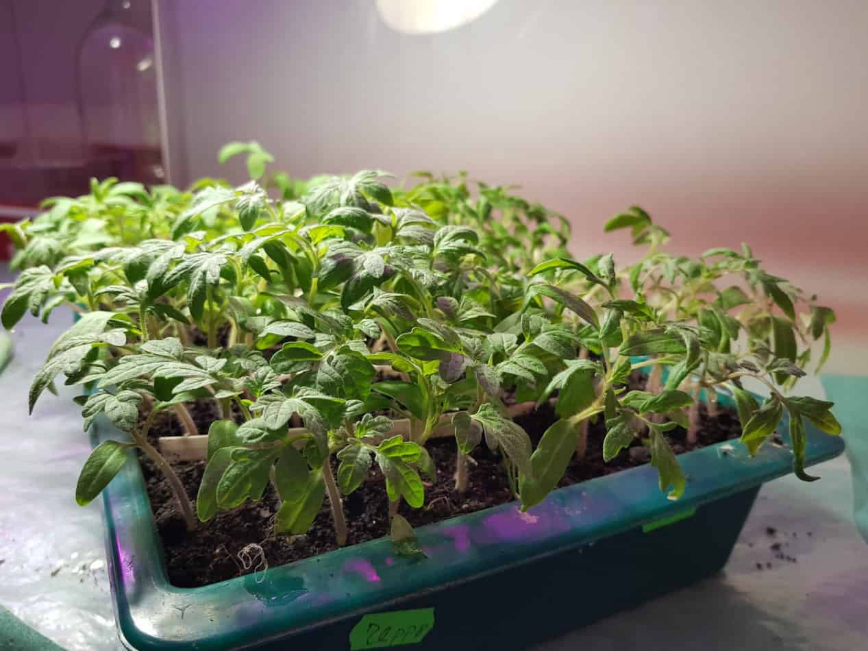 Purple Leaves and Stems on Tomato Seedlings - Cause & Fix