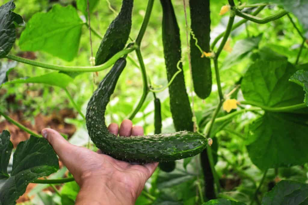 Cucumbers Not Growing Straight? Here’s How to Avoid Curling