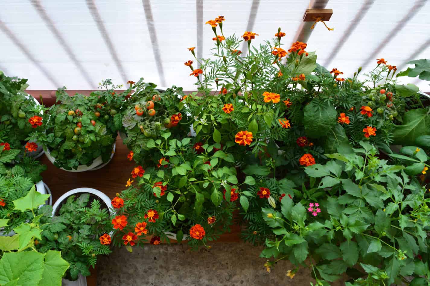 Where & How to Plant Marigolds in the Vegetable Garden