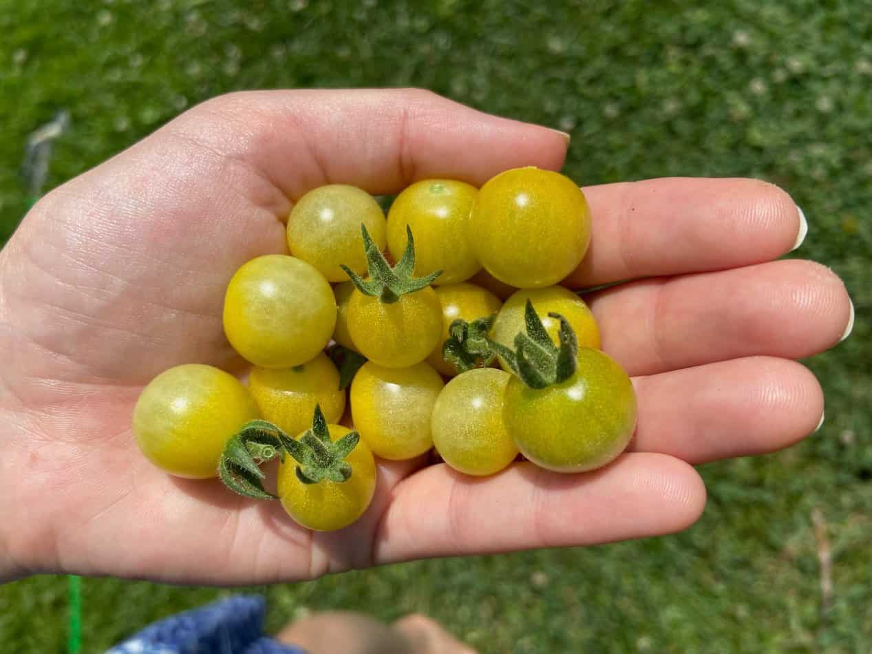 A Complete Guide to Growing Currant Tomatoes