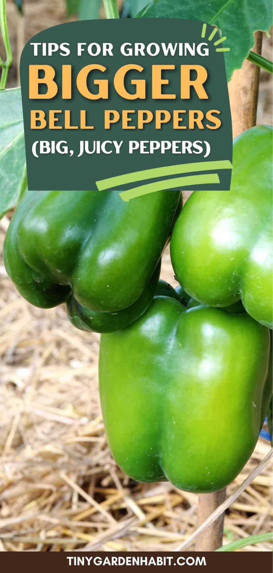How to Grow Bigger Bell Peppers - Follow These Pro Tips