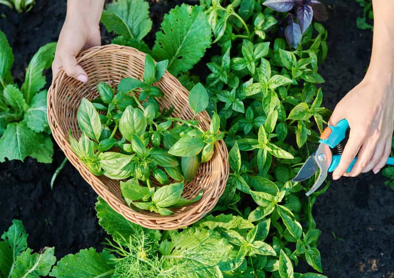 Does Basil Regrow Once Cut? How to Get Bushy Basil - Tiny Garden Habit