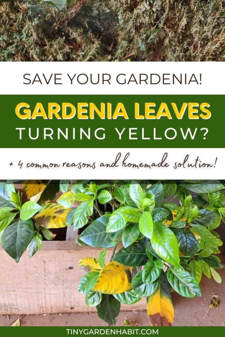 Gardenia Leaves Turning Yellow? 4 Causes and Solution