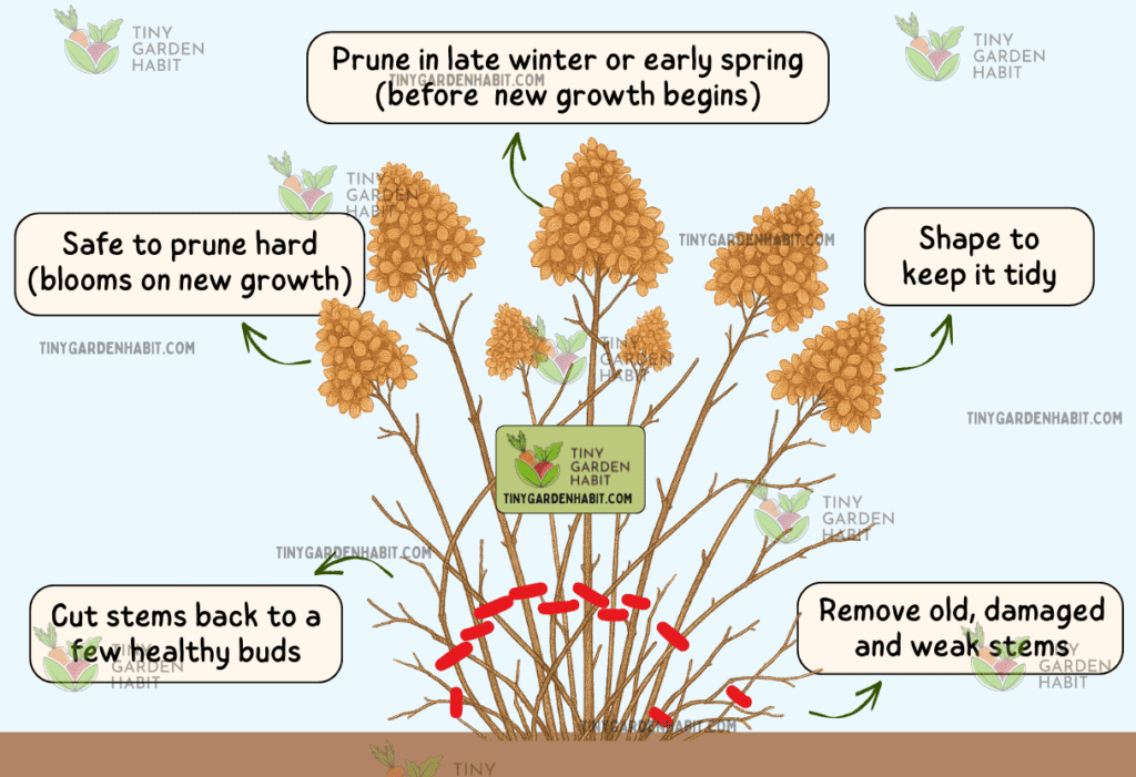When and How to Prune Hydrangeas? The Plant Will Explode with Flowers ...