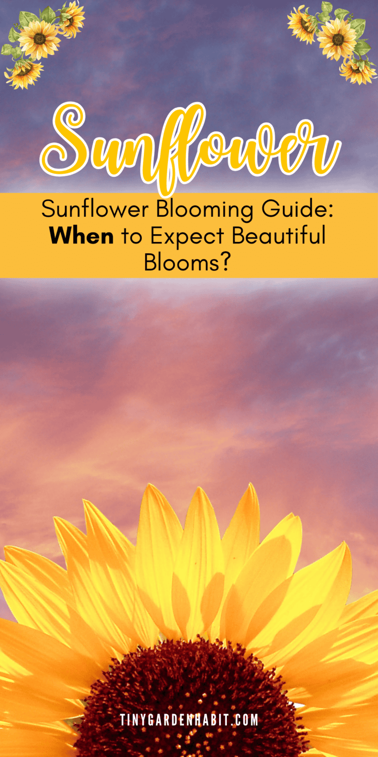When do Sunflowers Bloom? Pay Attention to These 4 Signs