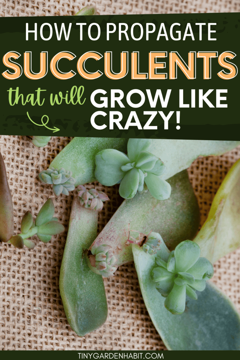 How to Propagate Succulents? They Will Grow Out of Control!