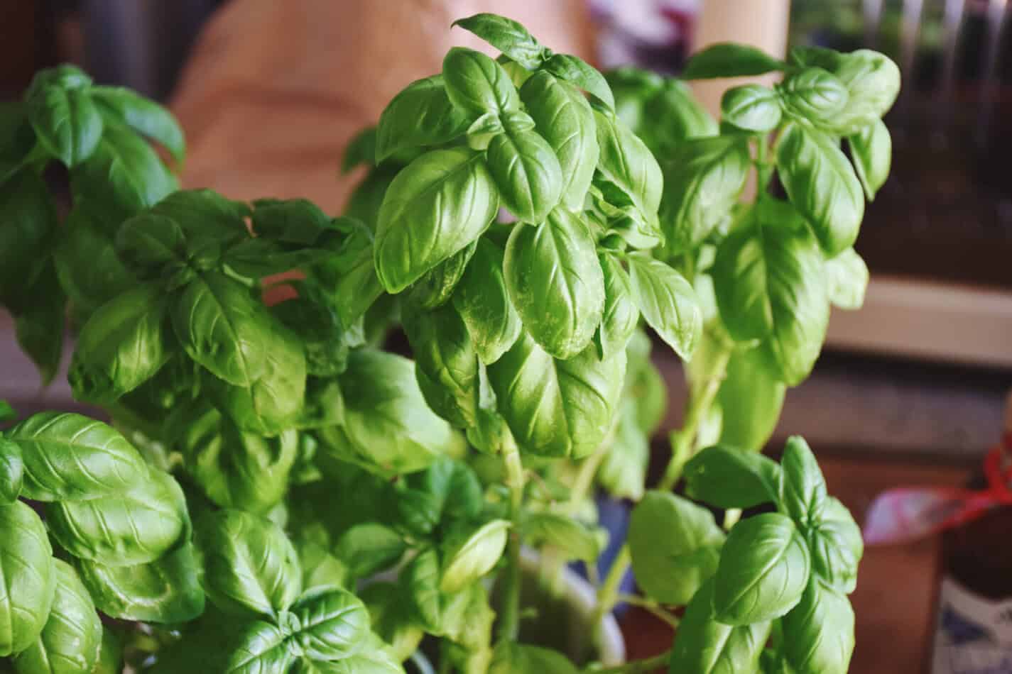 How to Prune Basil To Get A Big Bushy Plant