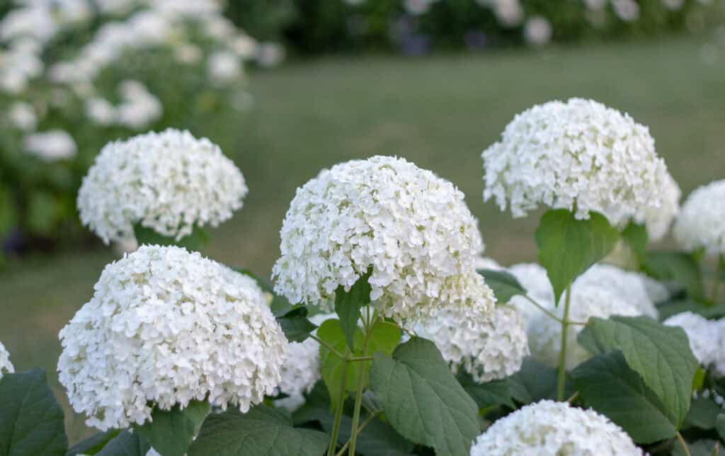 When and How to Prune Hydrangeas? The Plant Will Explode with Flowers ...