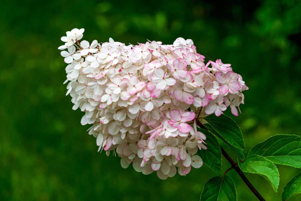 When and How to Prune Hydrangeas? The Plant Will Explode with Flowers!