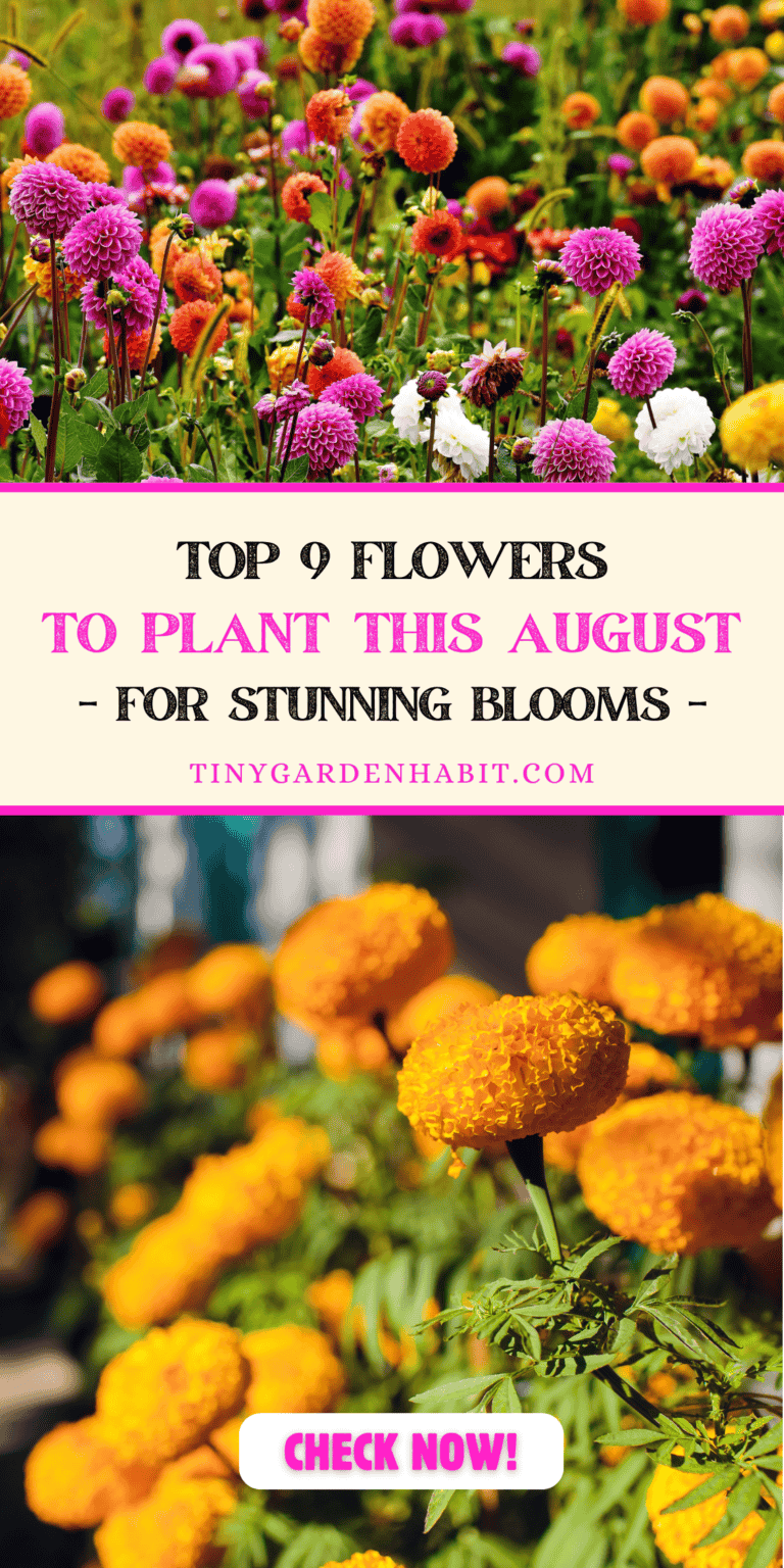 9 Best Flowers to Plant in August for Unbelievable Blooms!