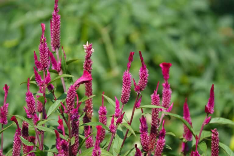 9 Best Flowers to Plant in August for Unbelievable Blooms!