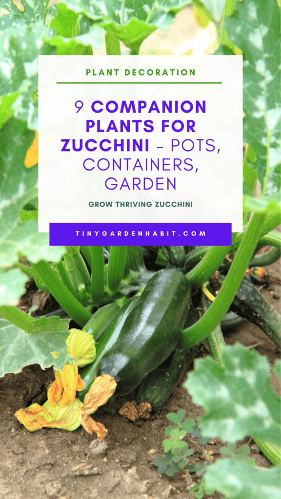 9 Companion Plants For Zucchini - Pots, Containers, Garden