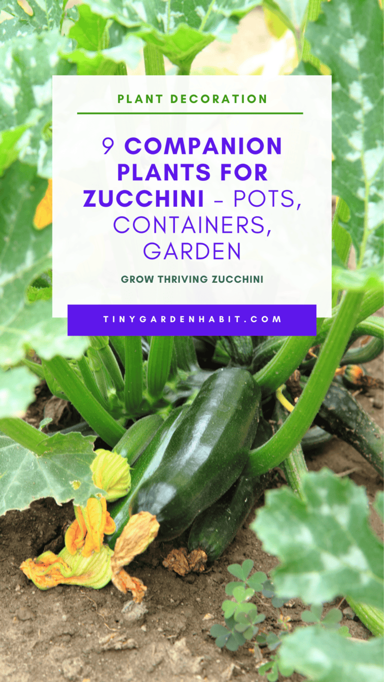 9 Companion Plants For Zucchini - Pots, Containers, Garden