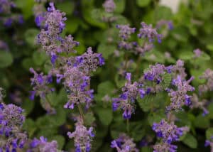 These Are The 9 Best Companion Plants For Roses