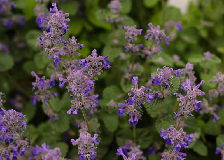 These Are The 9 Best Companion Plants For Roses