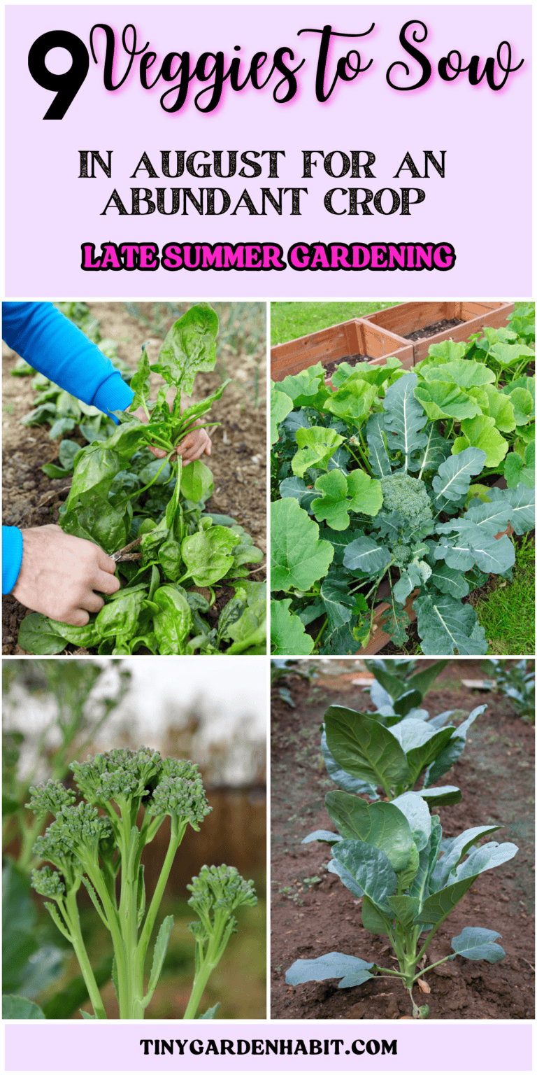 Plant These 9 Vegetables In August For A Flourishing Harvest