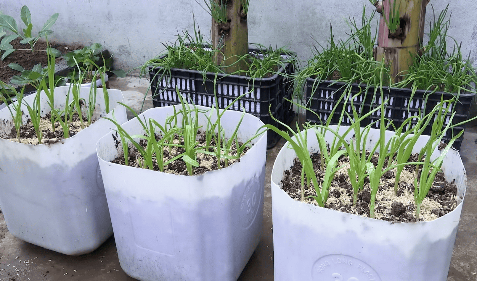 How To Grow Garlic In Water Indoors In 5 Steps (Easy)