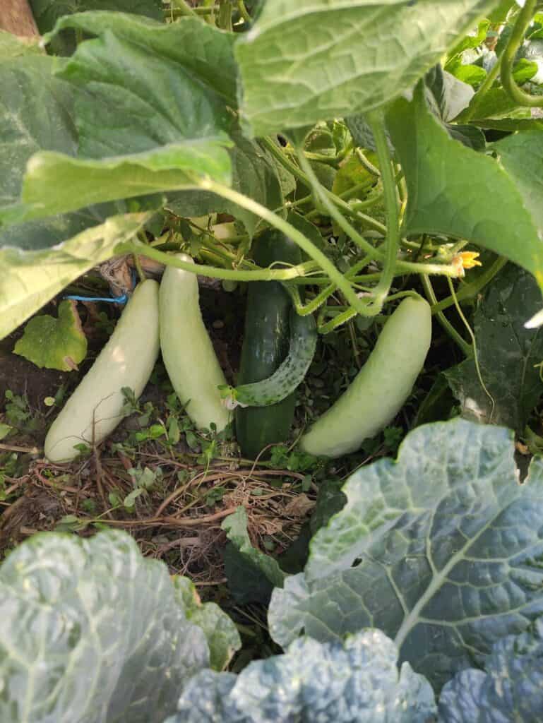 Why Are My Cucumbers Turning White? 5 Causes