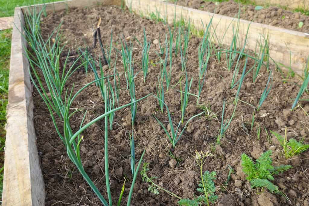 9 Companion Plants For Onions - Pots, Containers, Garden