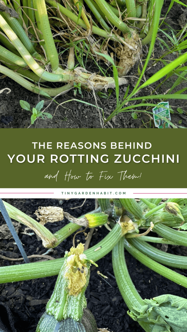 Here's Why Your Zucchini Is Rotting - And How To Fix It!
