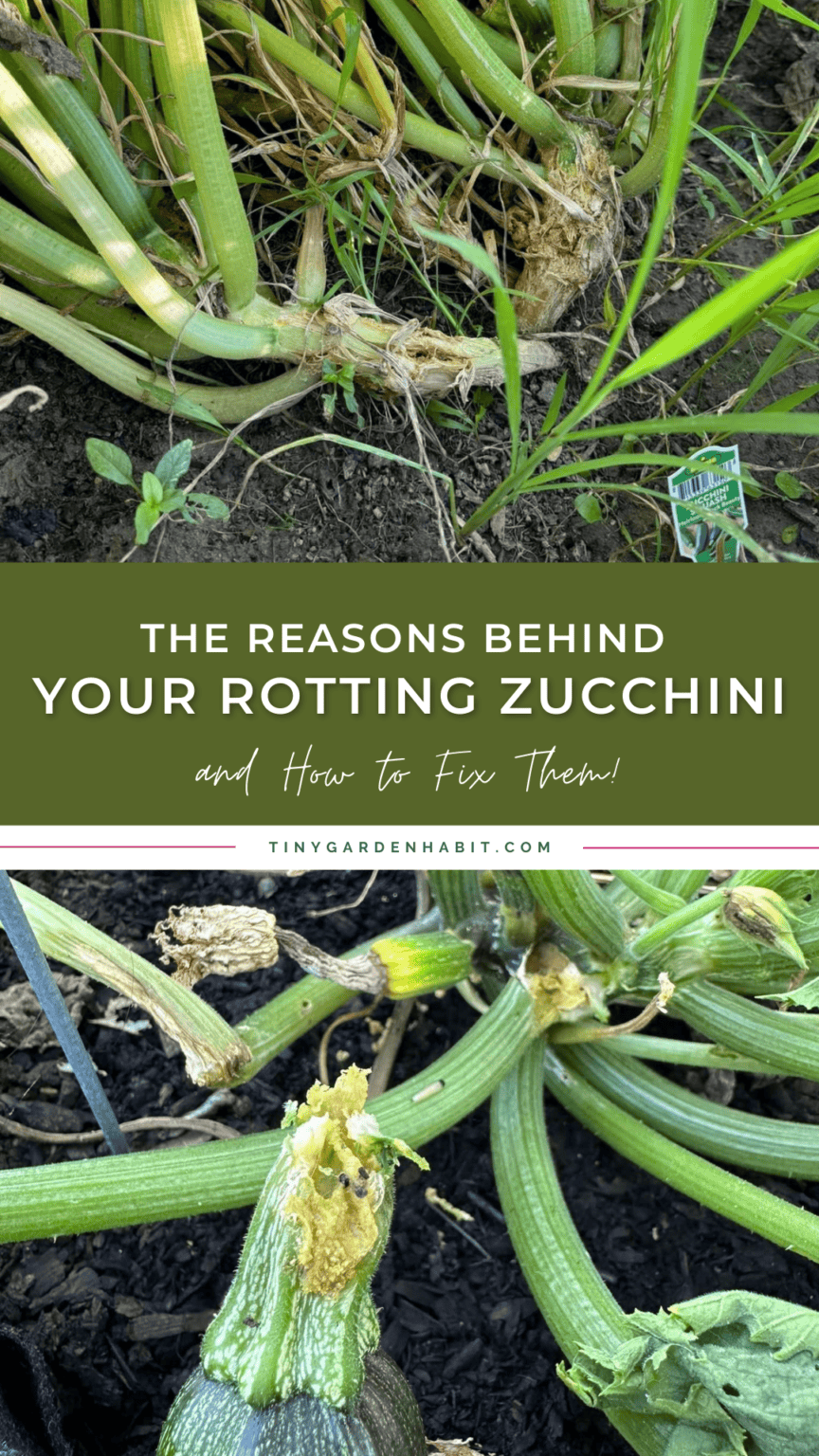 Here's Why Your Zucchini Is Rotting - And How To Fix It!
