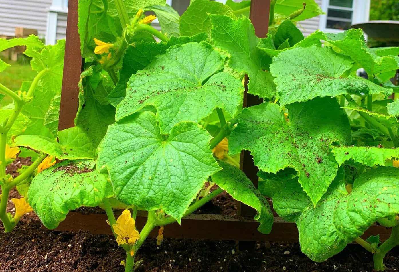 11 Pickling Cucumber Varieties You Won’t Regret Growing