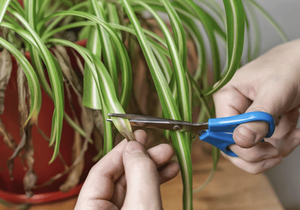 Spider Plants Turning Brown? Don’t Panic – Here’s What to Do!