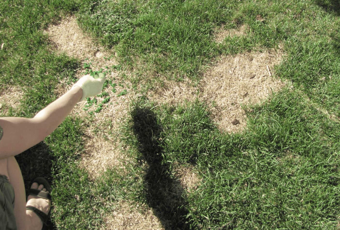 Green Your Lawn Naturally: 7 Homemade Fertilizers You Can Make Today