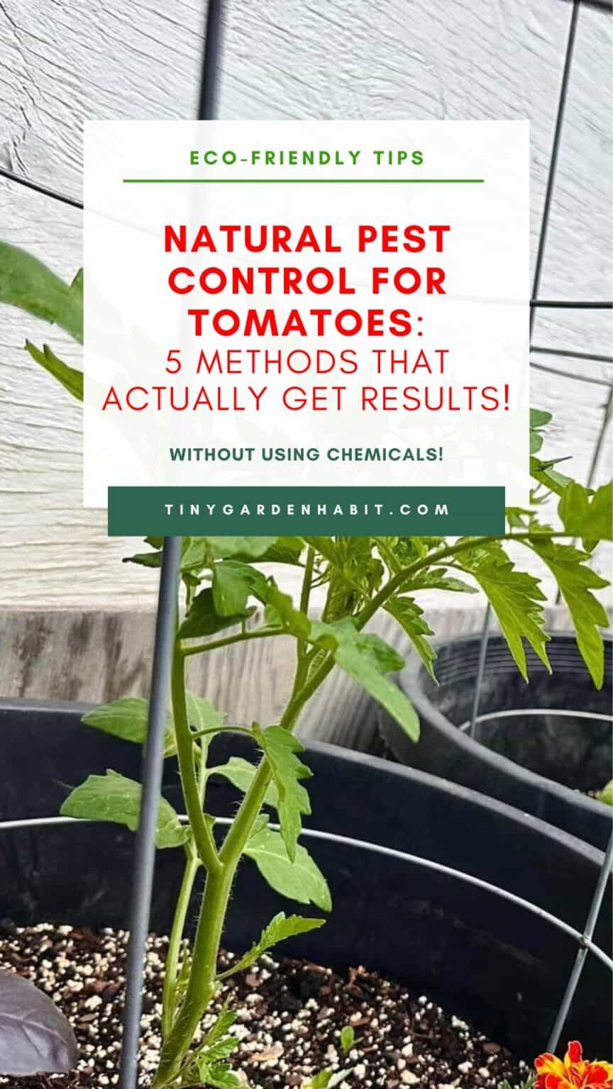 5 Natural Pest Control For Tomatoes That Really Work