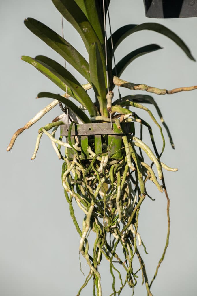 Orchid Roots Out of Control? Why They’re Abandoning Their Pot (+ Solution)