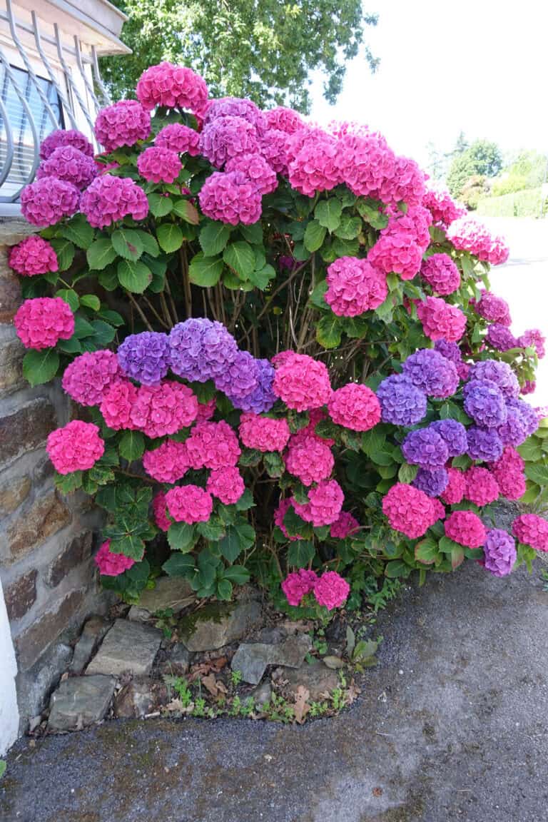 Boost Hydrangea Blooms With These Easy Homemade Fertilizers