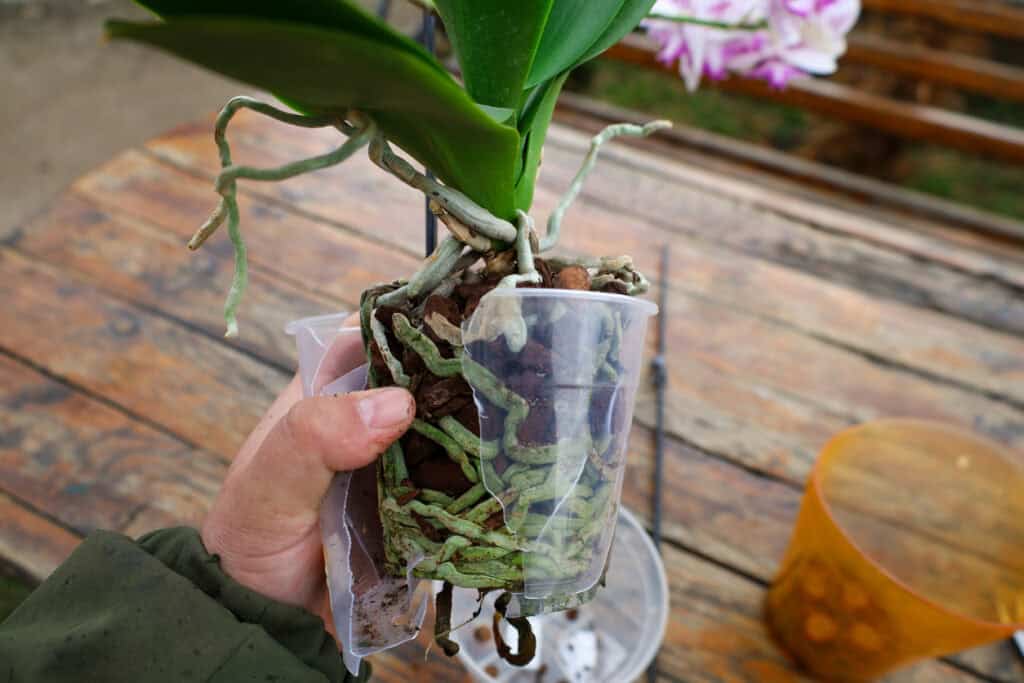 Orchid Roots Out of Control? Why They’re Abandoning Their Pot (+ Solution)
