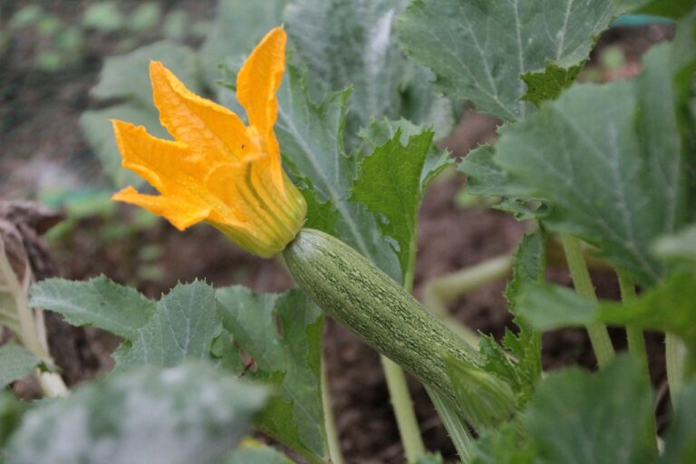 Here's Why Your Zucchini Is Rotting - And How To Fix It!