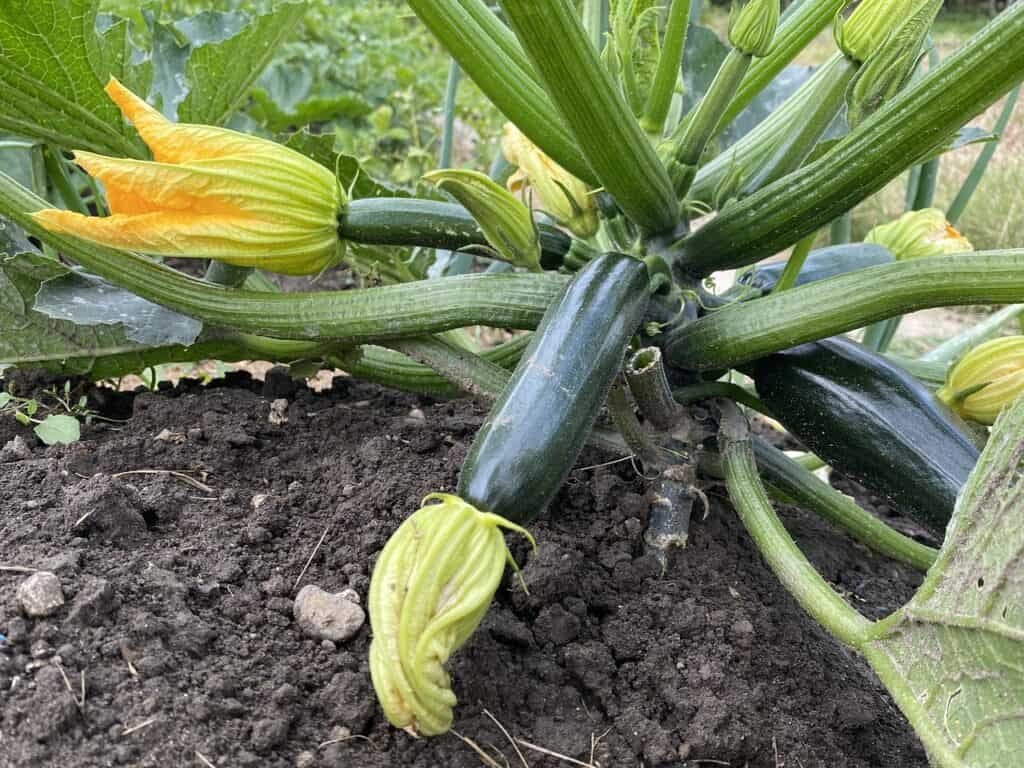 Here's Why Your Zucchini Is Rotting - And How To Fix It!