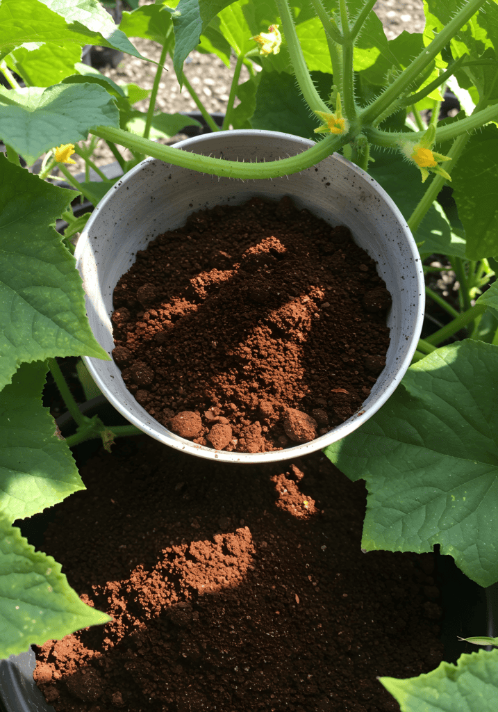 17 Plants That Thrive with Coffee Grounds – Boost Growth Naturally – News