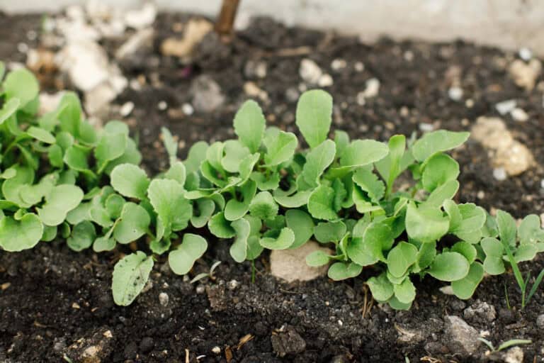 Why Is My Arugula Turning Yellow? Top Causes and Solutions