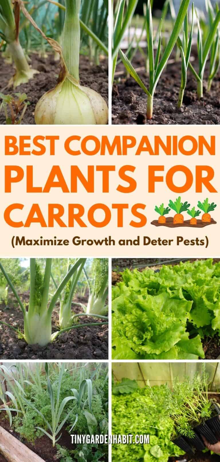11 Companion Plants For Carrots: Boost Growth & Repel Pests