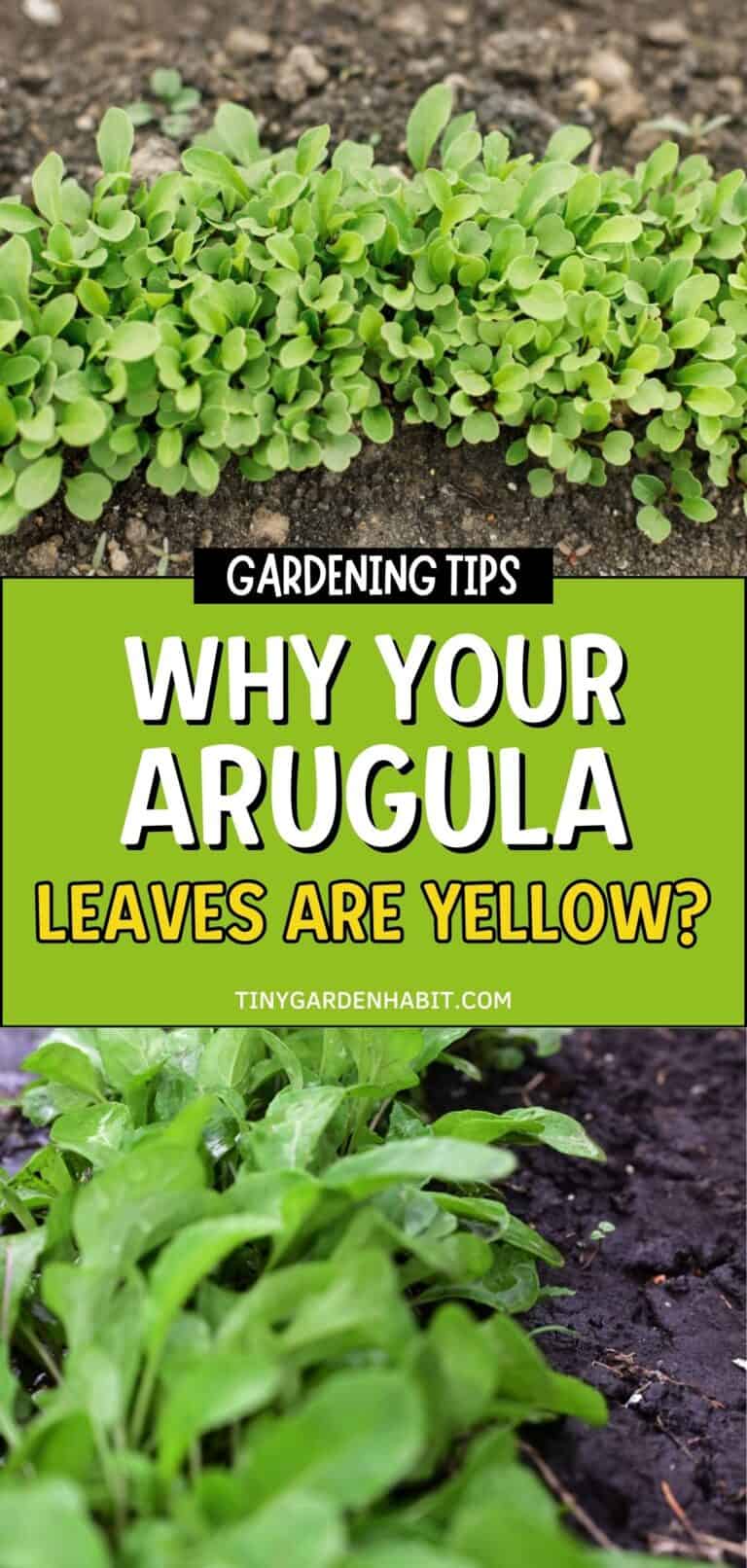 Why Is My Arugula Turning Yellow? Top Causes and Solutions