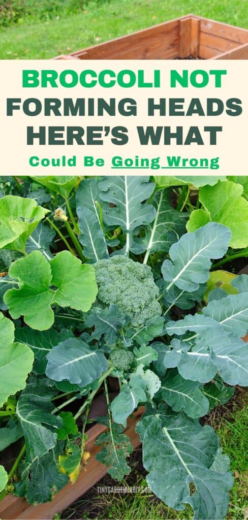 Why Is My Broccoli Not Forming Heads? Common Causes & Solutions