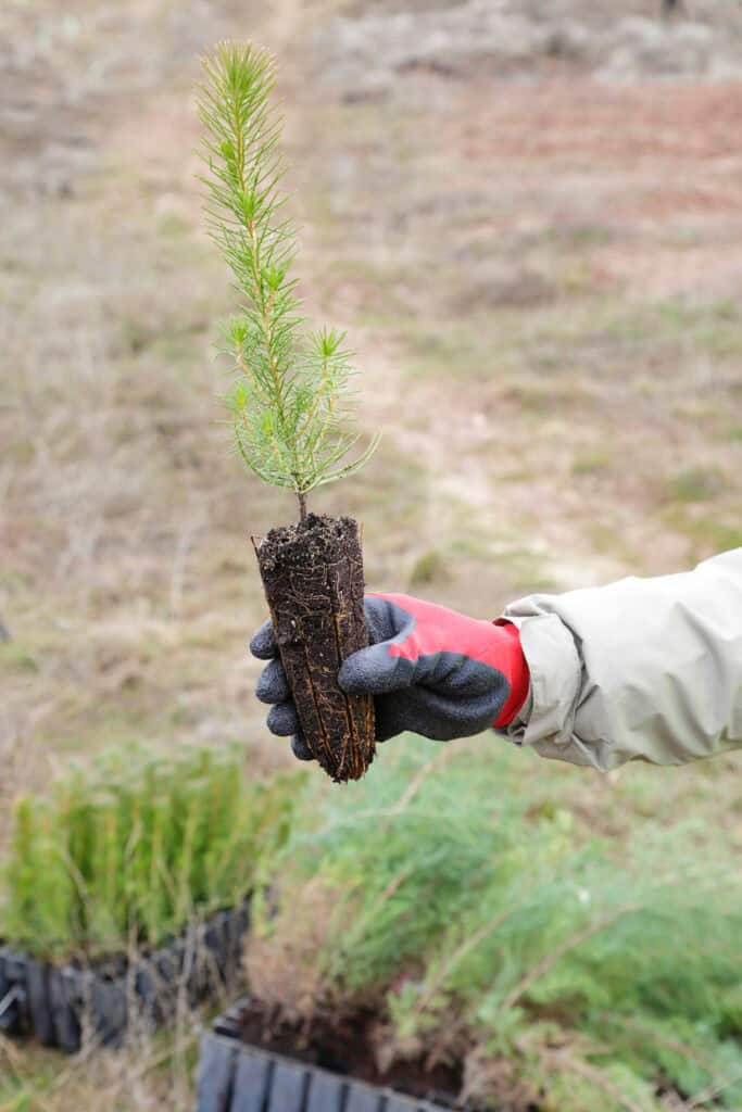 How To Grow Tree Seedlings In Just 5 Easy Steps