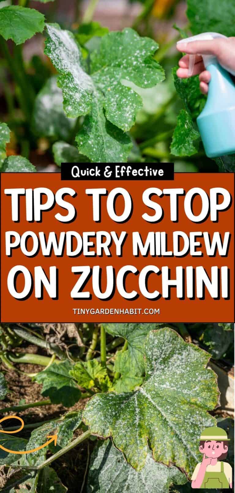 Powdery Mildew On Zucchini? Here’s How To Save Your Plants