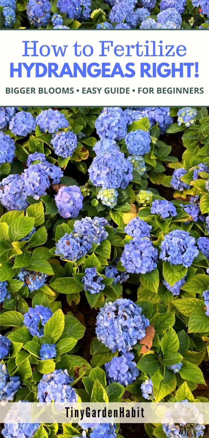 The Ultimate Guide To Fertilizing Hydrangeas For Gorgeous Blooms